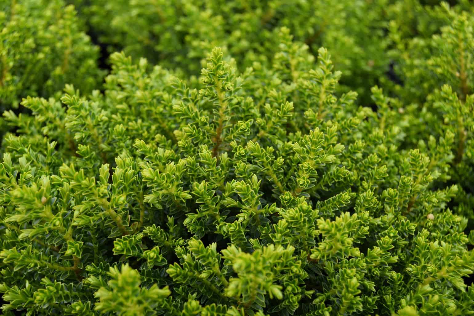 Hebe 'Emerald Gem' | Palmstead